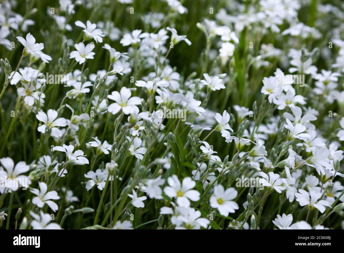 Background from white flowers. Stubble is a genus of herbaceous plants ...