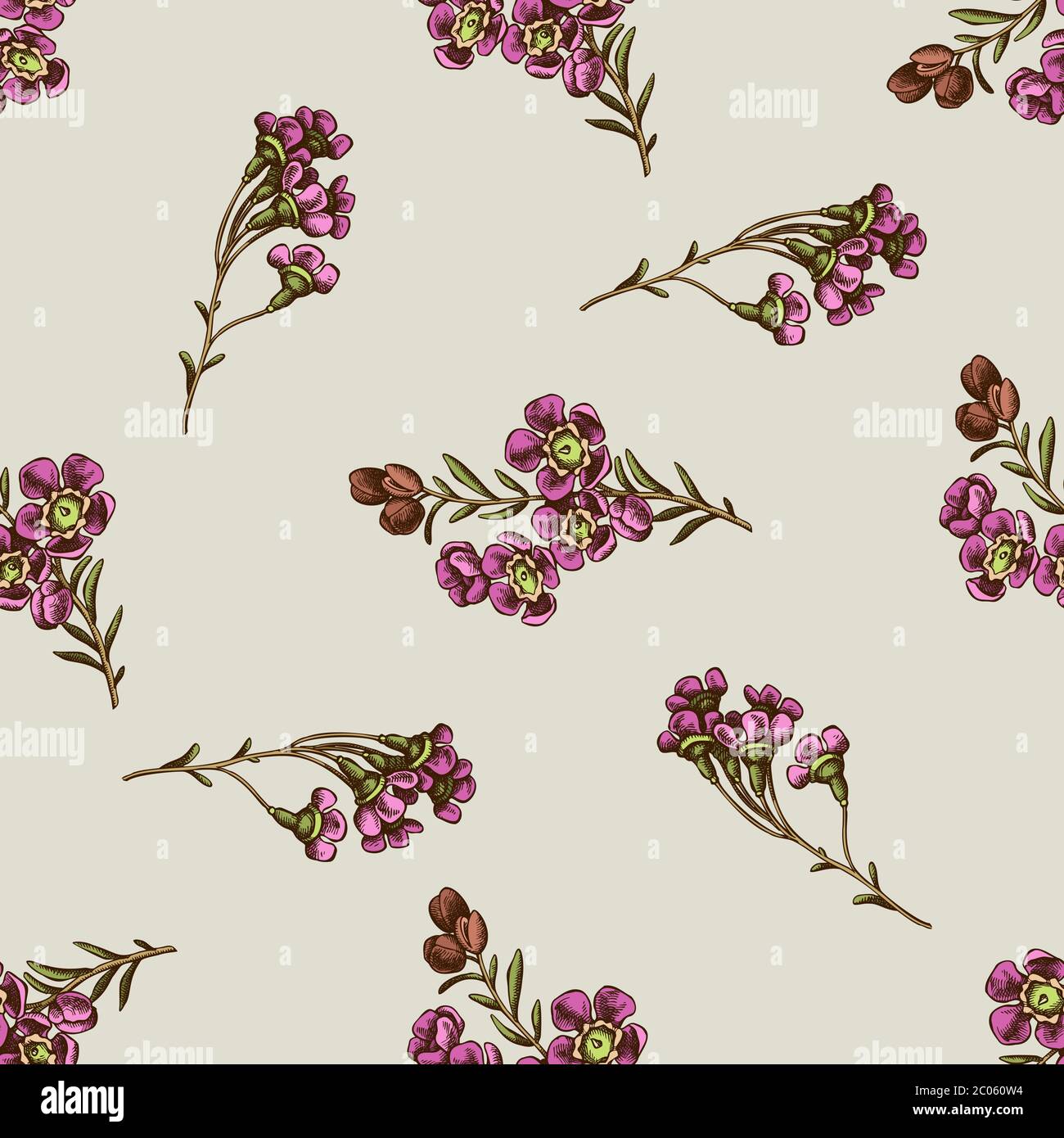 Waxflower illustration Stock Vector Images - Alamy