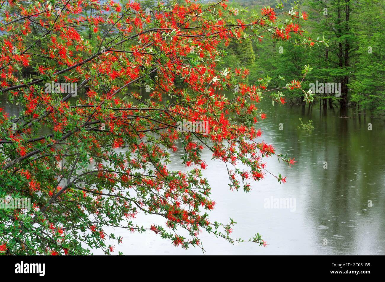 Chilean firetree hi-res stock photography and images - Alamy