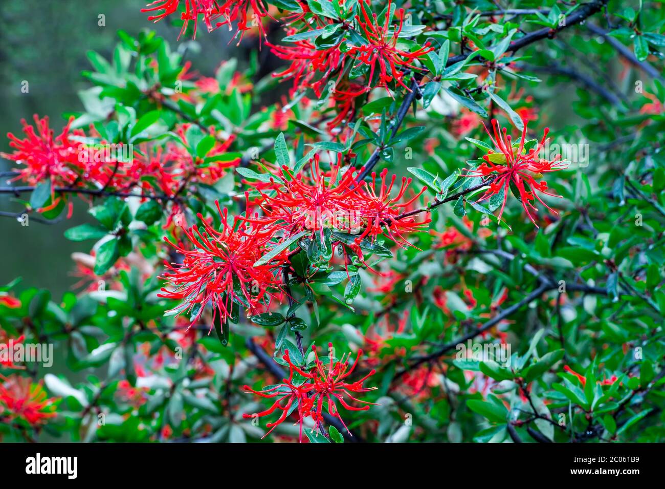 Chilean firetree hi-res stock photography and images - Alamy