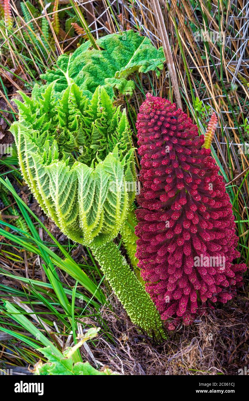 Panamericana Highway Chile High Resolution Stock Photography and Images ...