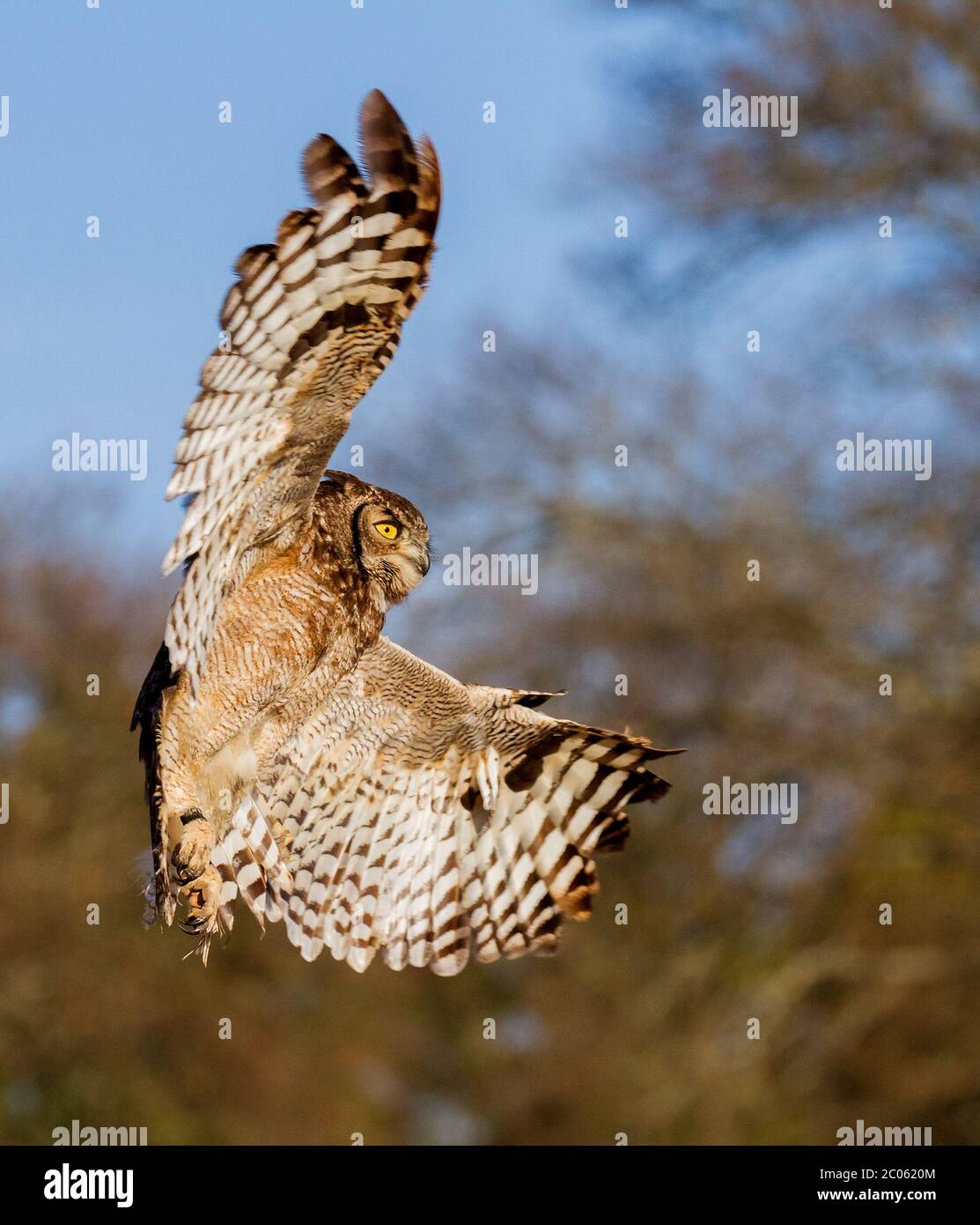 owl in flight Stock Photo - Alamy