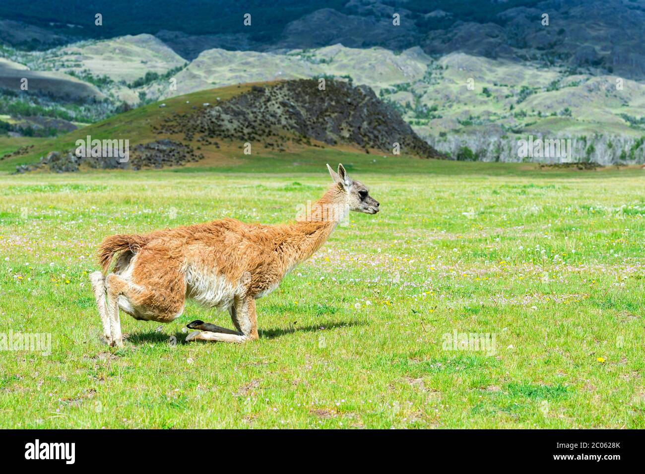 Guanaco (Lama guanicoe) rising, Patagonia National Park, Chacabuco ...