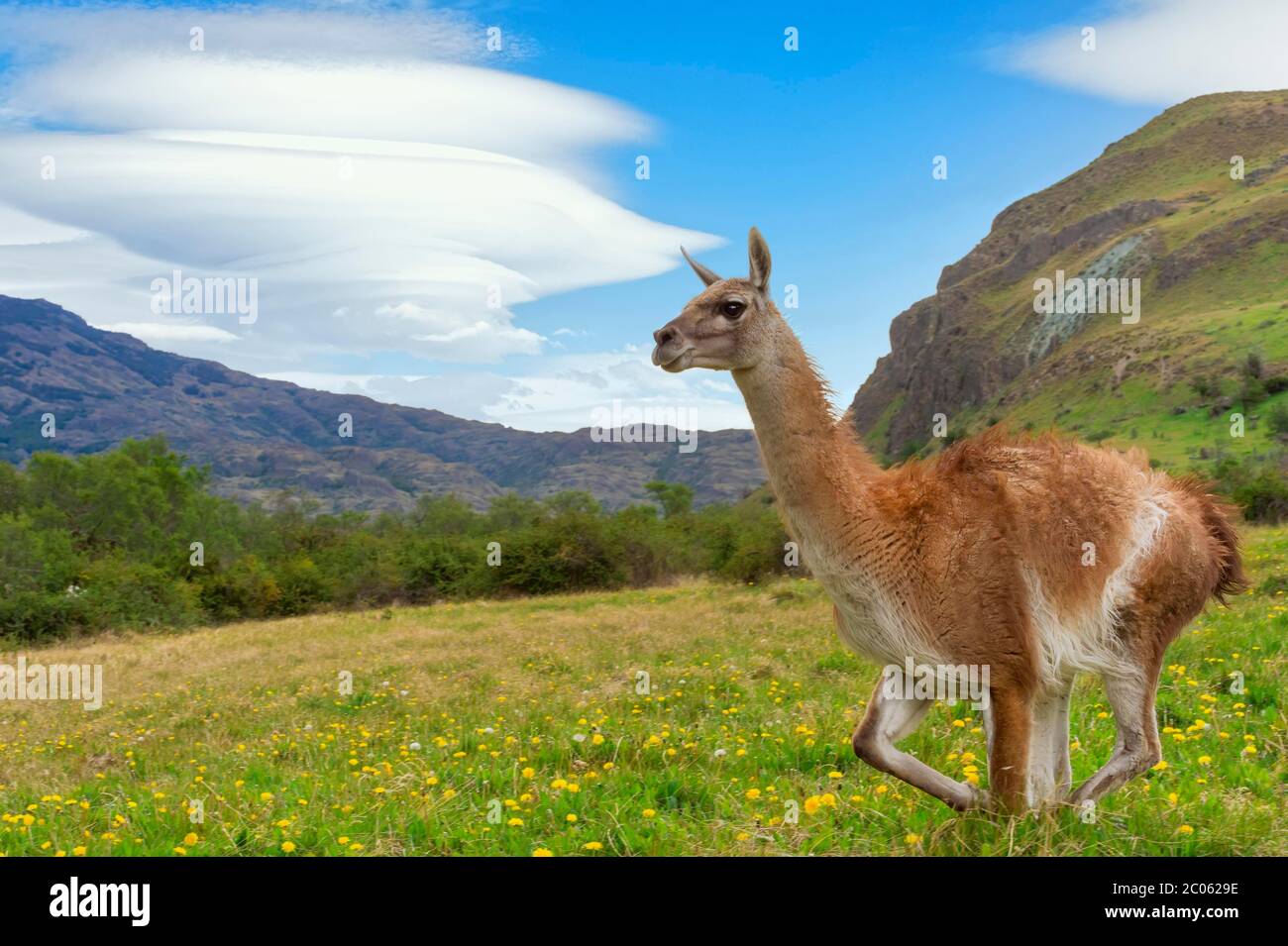 Running Guanaco (Lama guanicoe), Patagonia National Park, Chacabuco ...