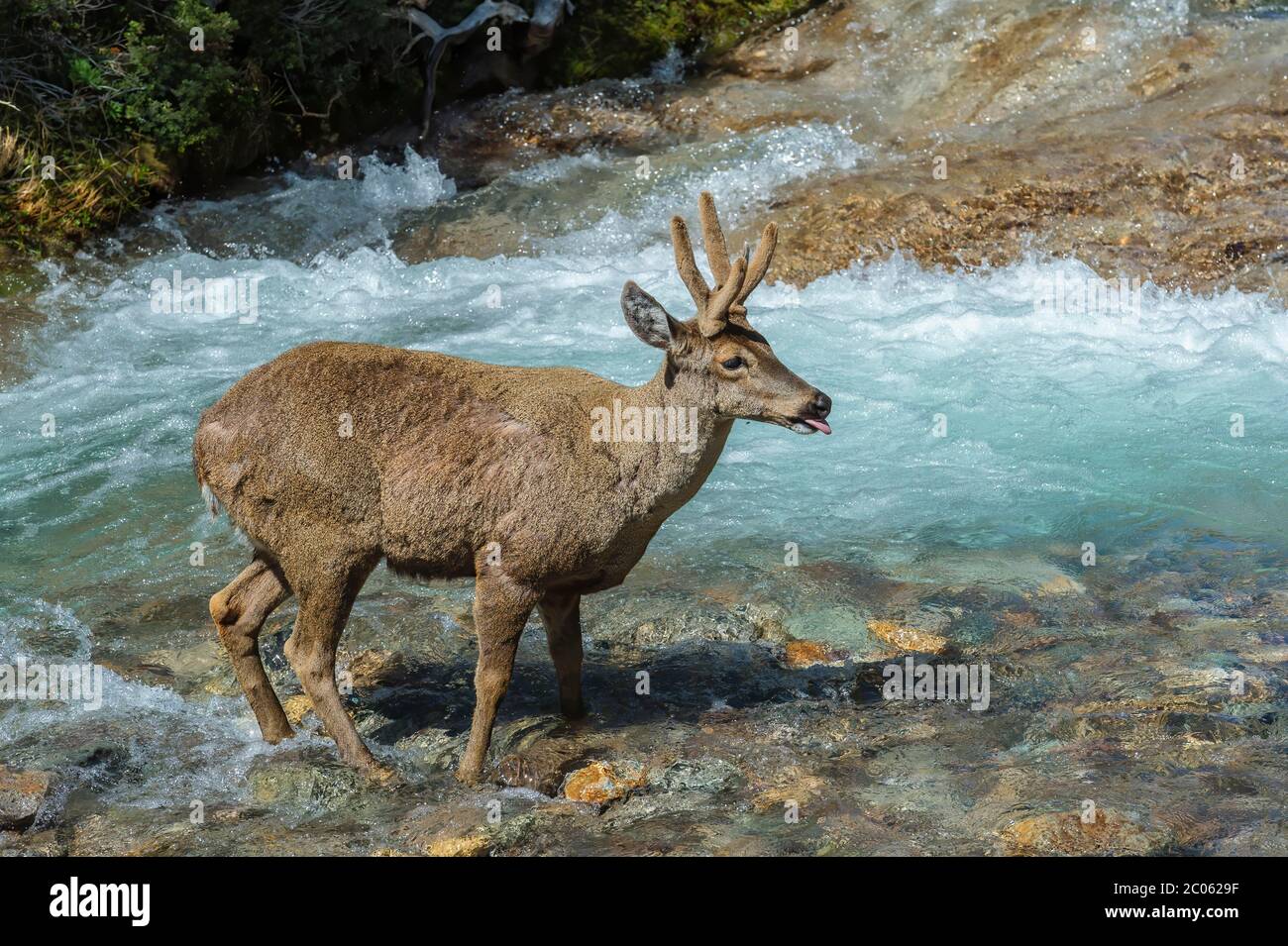Male South Andean Deer (Hippocamelus bisulcus) crossing a river, Aysen ...