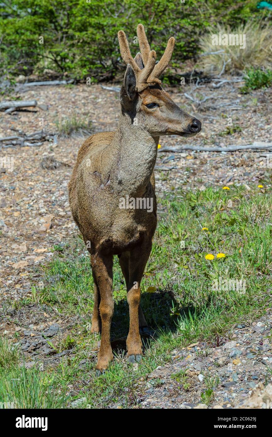 Male south andean deer hippocamelus bisulcus hi-res stock photography ...