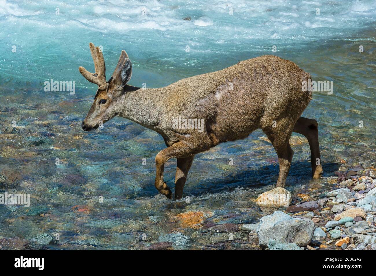 Deer crossing a river hi-res stock photography and images - Alamy