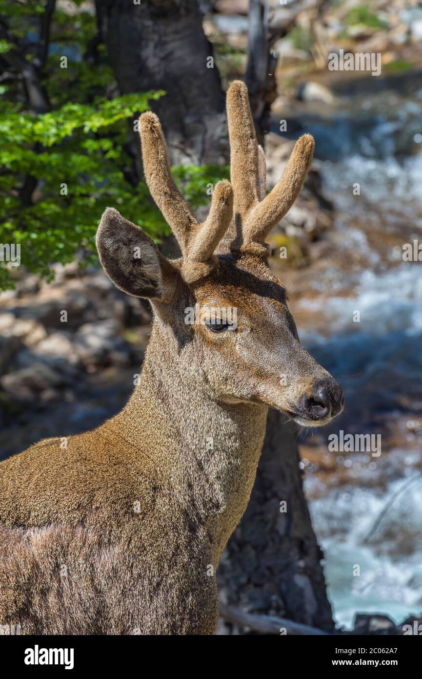 Male South Andean Deer (Hippocamelus bisulcus), Aysen Region, Patagonia ...