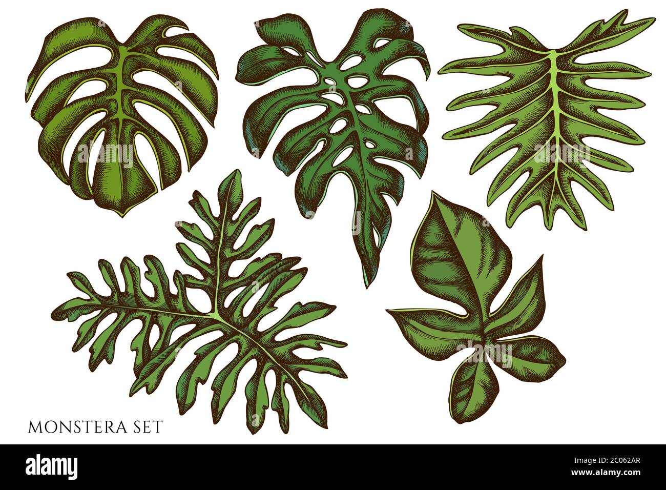 Vector set of hand drawn colored monstera Stock Vector Image & Art - Alamy