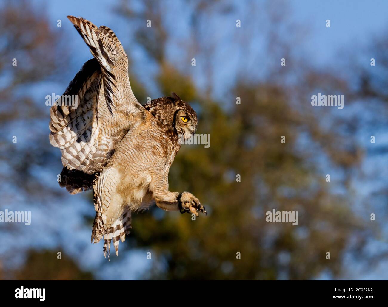 owl in flight Stock Photo - Alamy