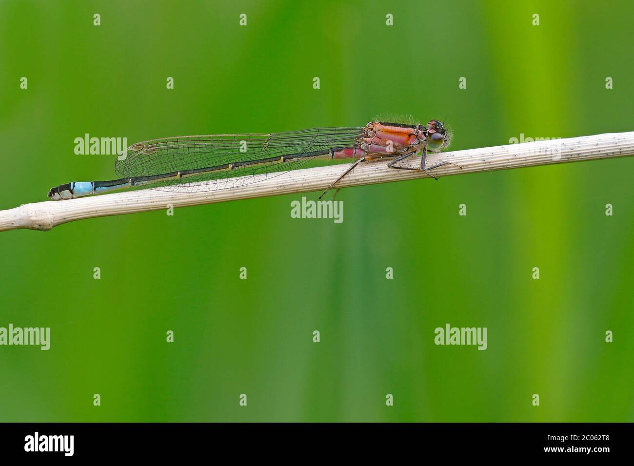 Forma rufescens hi-res stock photography and images - Alamy