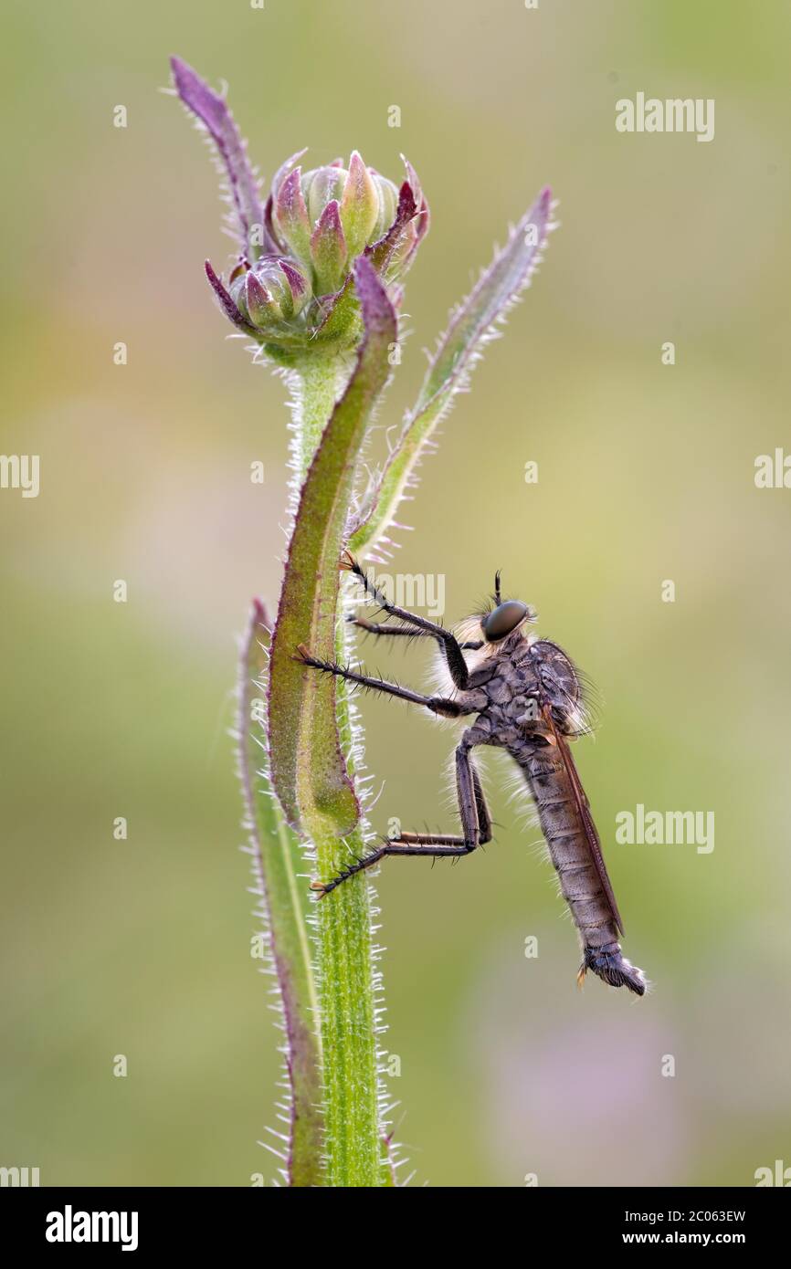 Robberfly machimus rusticus hi-res stock photography and images - Alamy