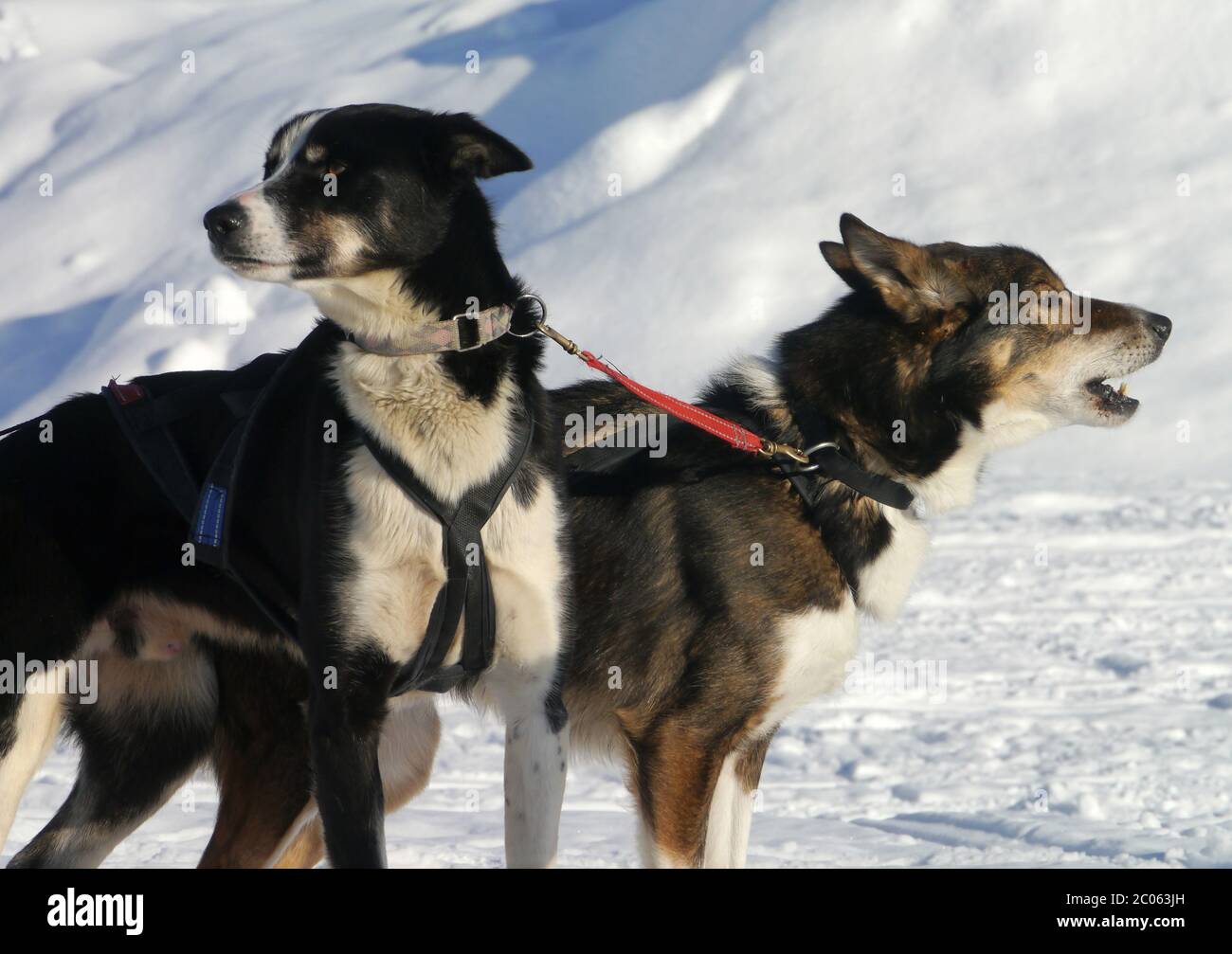 Dogs sled hi-res stock photography and images - Alamy