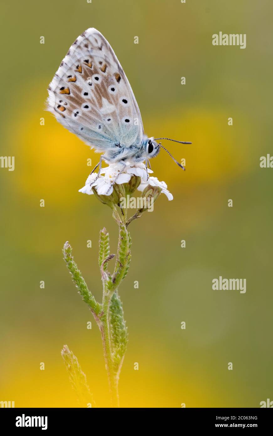 Gossamer winged butterfly (Lycaenidae) on flower, Bavaria, Germany ...