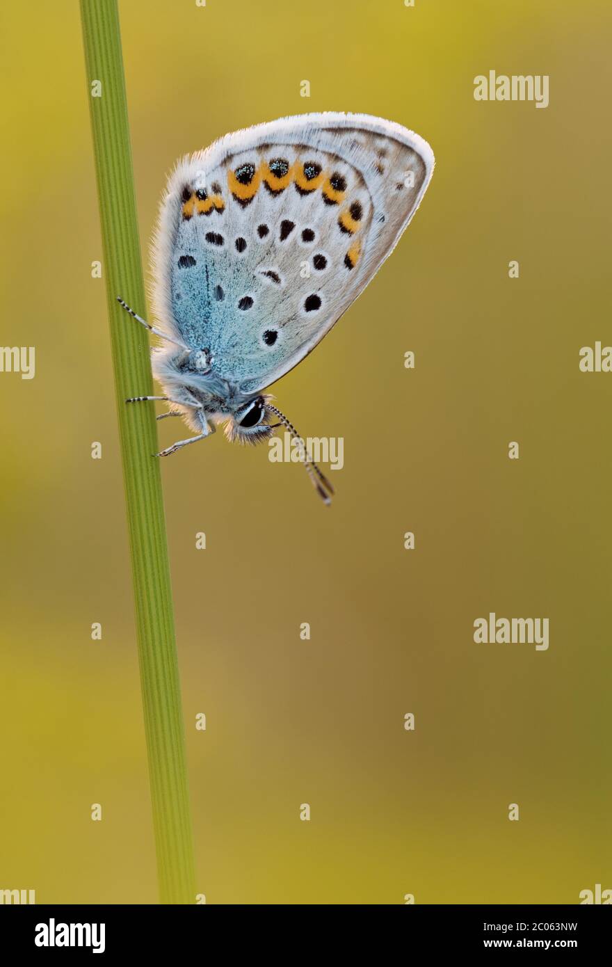 Gossamer winged butterfly hi-res stock photography and images - Alamy