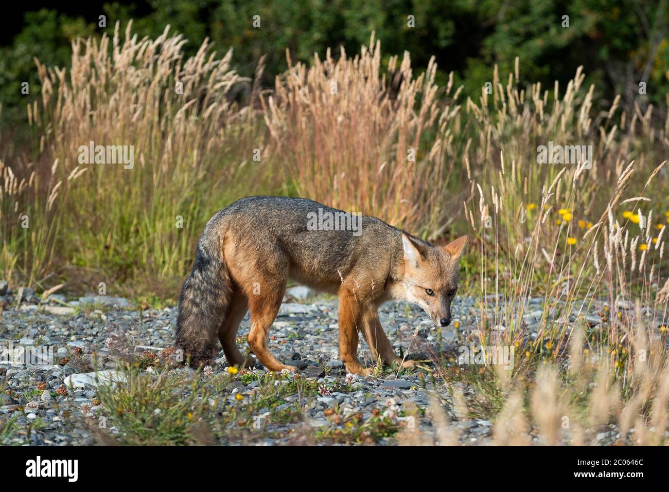 Andean fox (Lycalopex culpaeus) also , Torres del Paine National Park ...