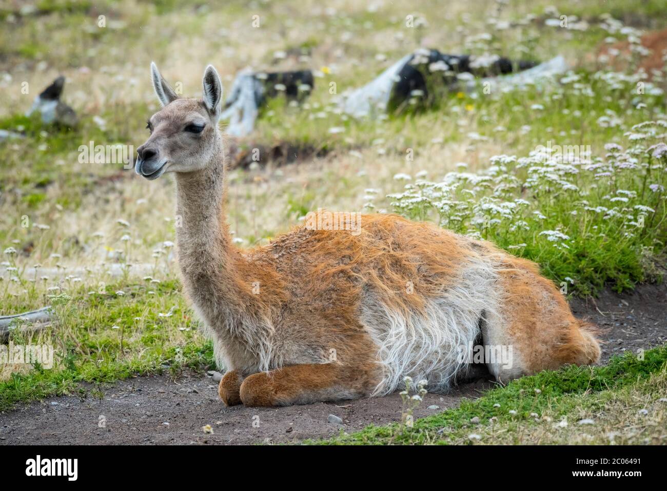 Guanaco in south america patagonia hi-res stock photography and images ...