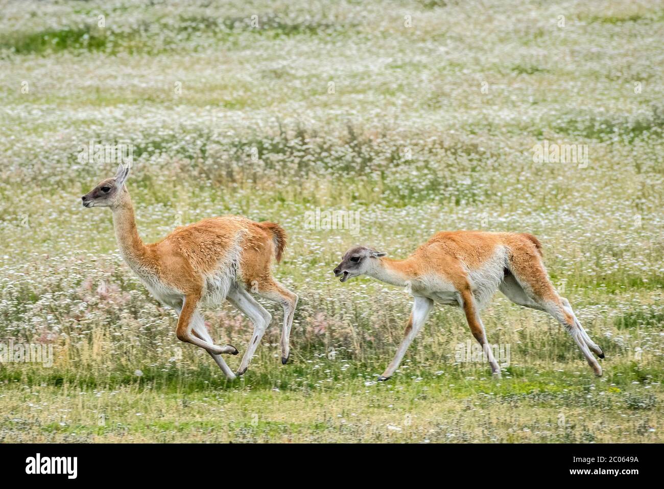Guanacos (Llama guanicoe), two animals hunting each other, Torres del ...