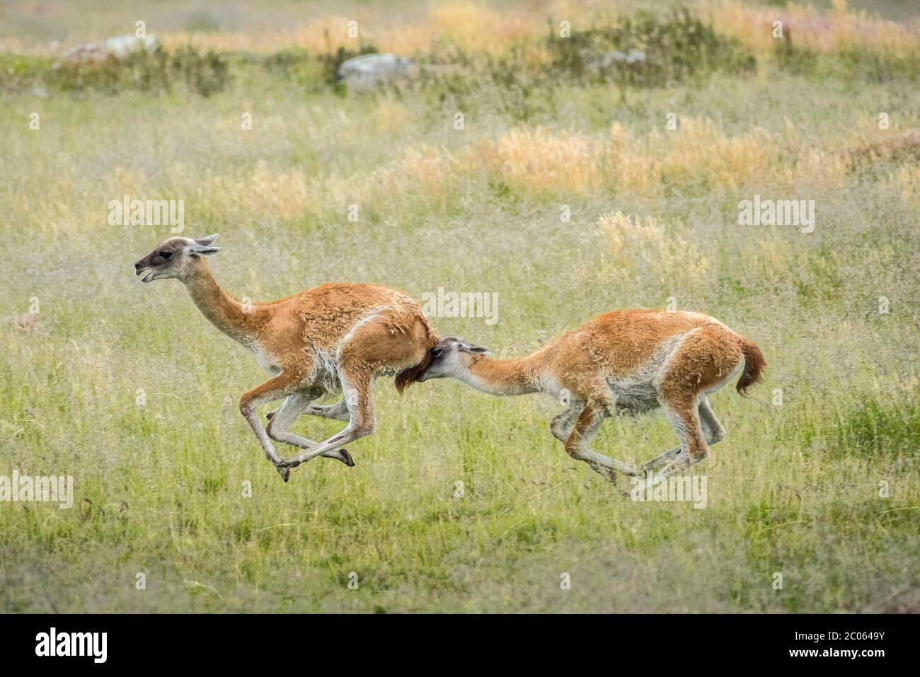Guanacos (Llama guanicoe), two animals hunting each other, Torres del ...