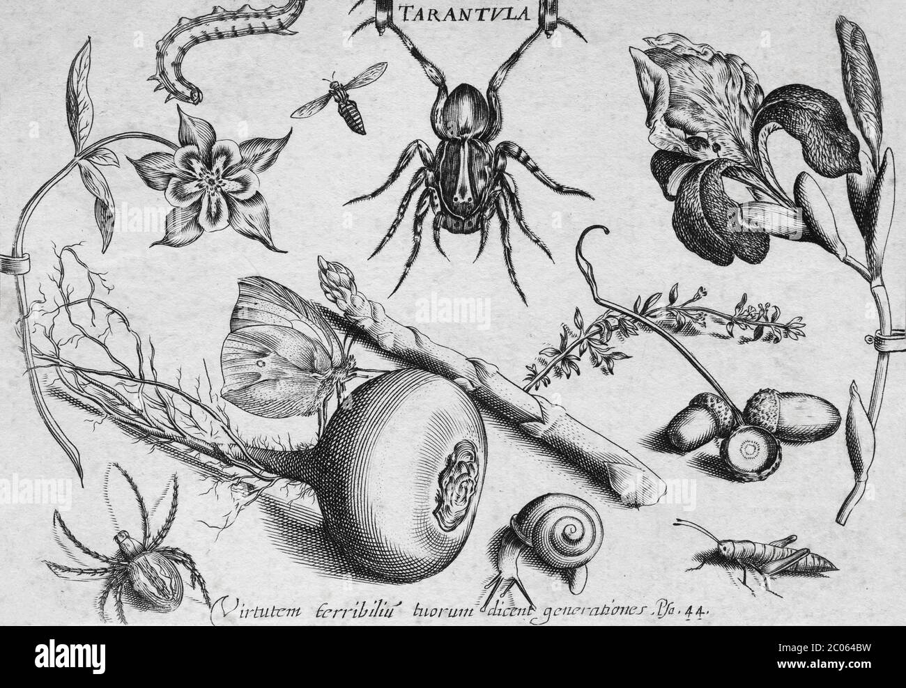 Plant and insect still life with tarantula, copper engraving by Justus ...