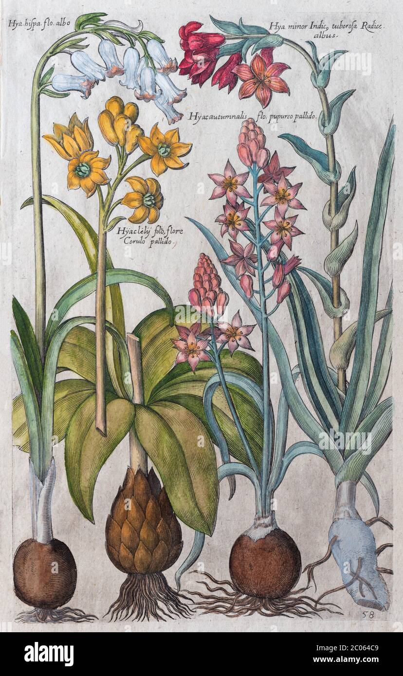 Hyacinths (Hyacinthus orientalis), hand-coloured copper engraving by ...