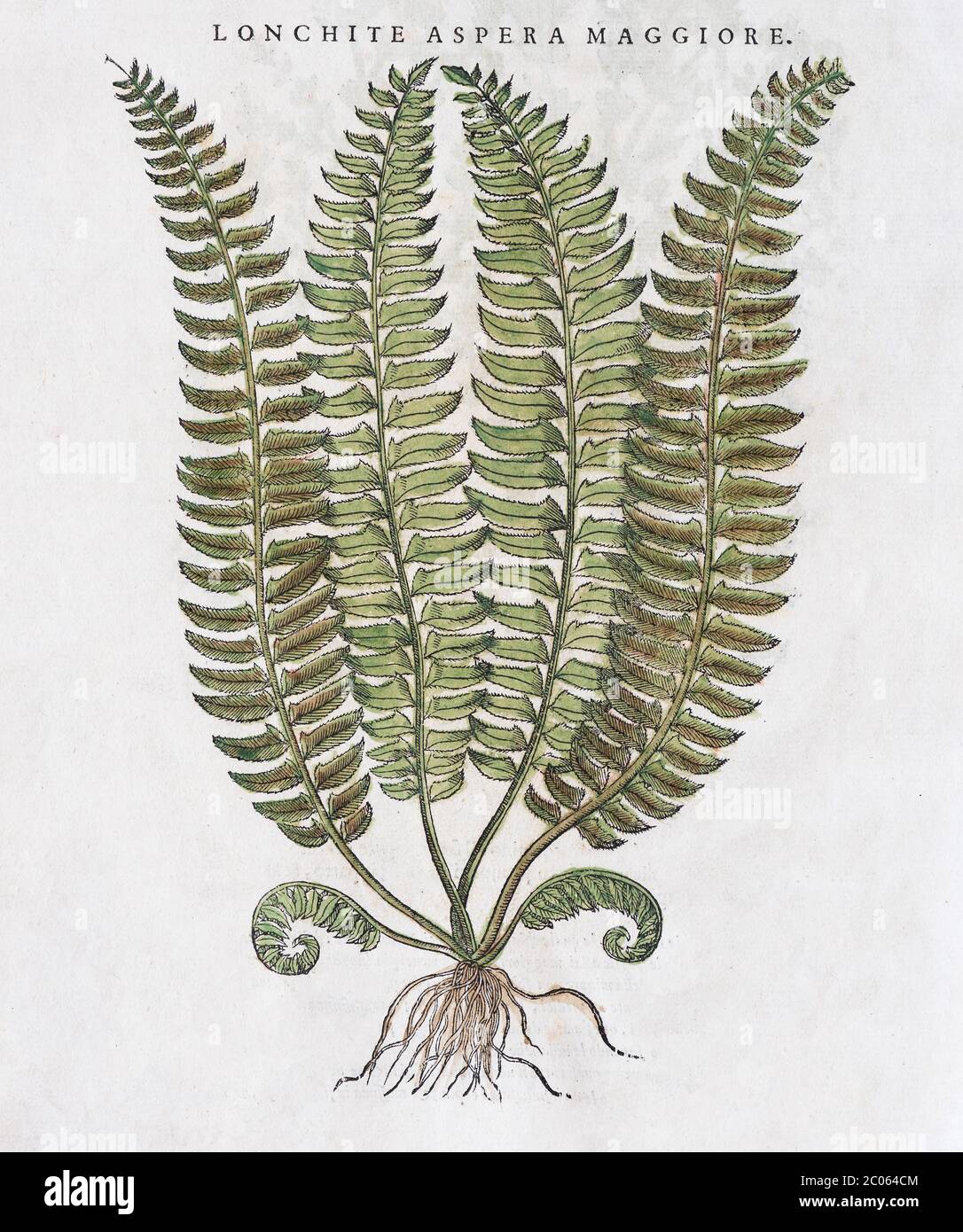 Coloured wood engraving hi-res stock photography and images - Alamy