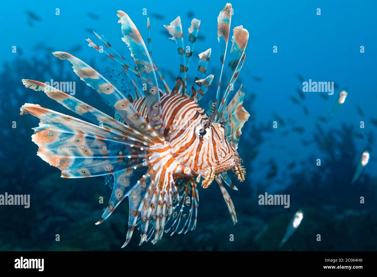 Red Lionfish (Pterois volitans) hunting Glassy Sweepers (Pempheridae ...