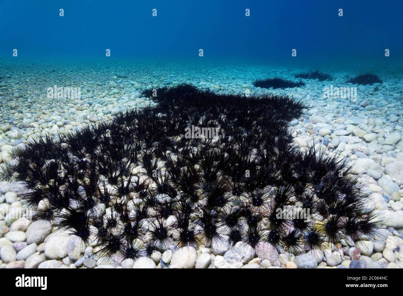Colony of common diadem sea urchin (Diadema setosum) on rocky sea floor ...