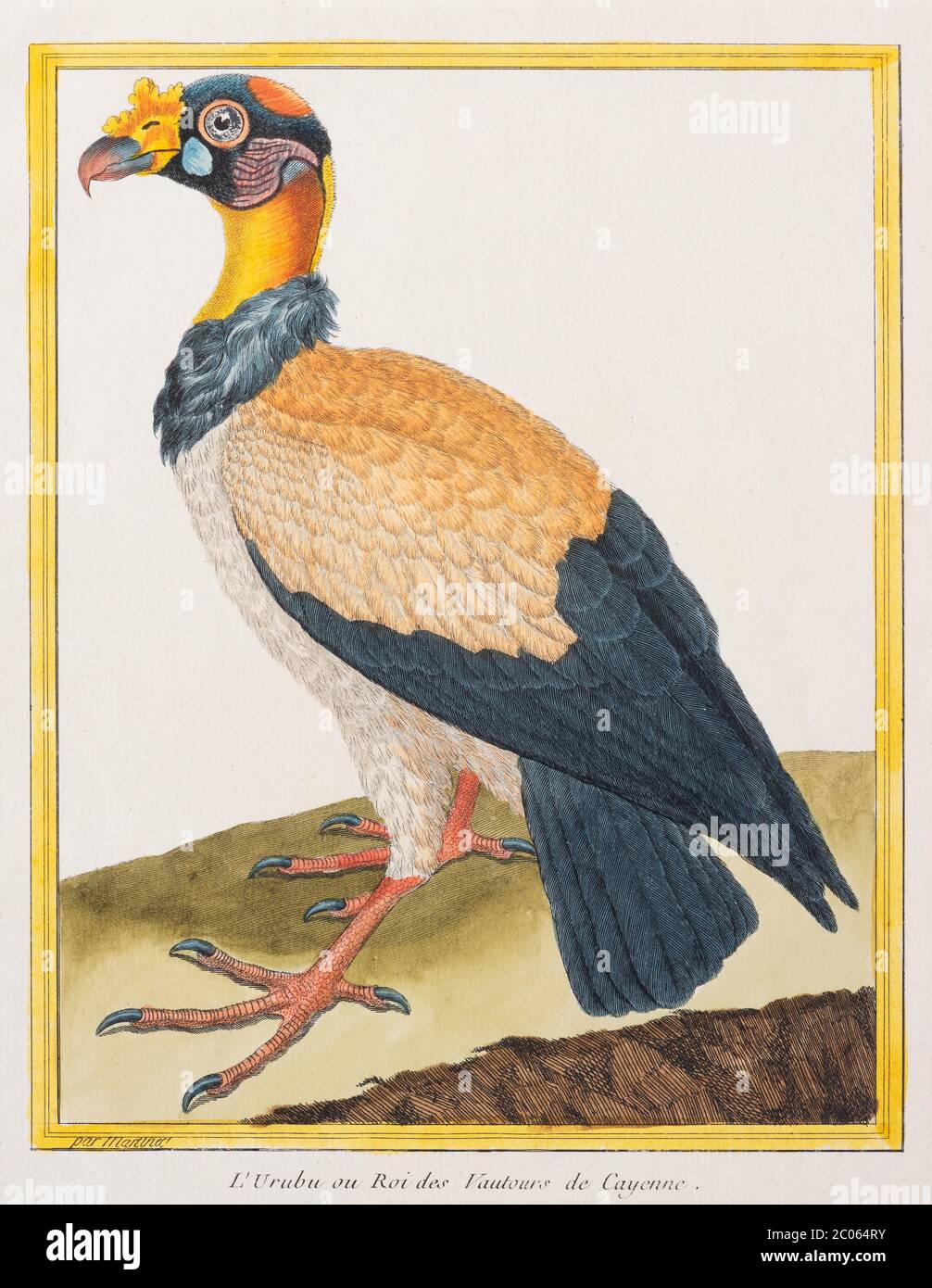 King Vulture (Sarcoramphus papa), hand-coloured copper engraving by ...