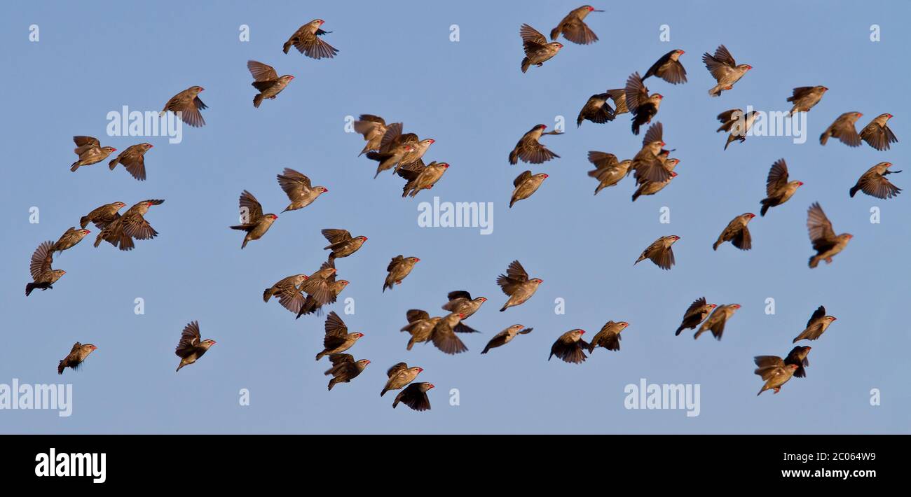 swarm of quela small birds Stock Photo - Alamy
