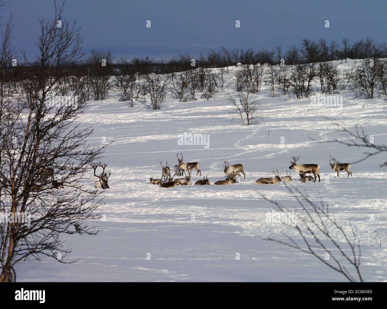 Finnmark reindeer hi-res stock photography and images - Alamy