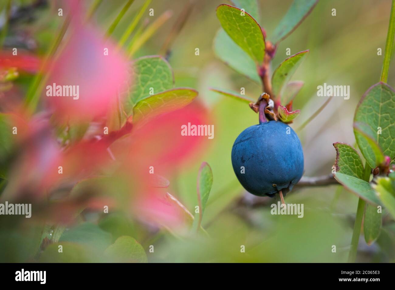 Icelandic blueberry hi-res stock photography and images - Alamy