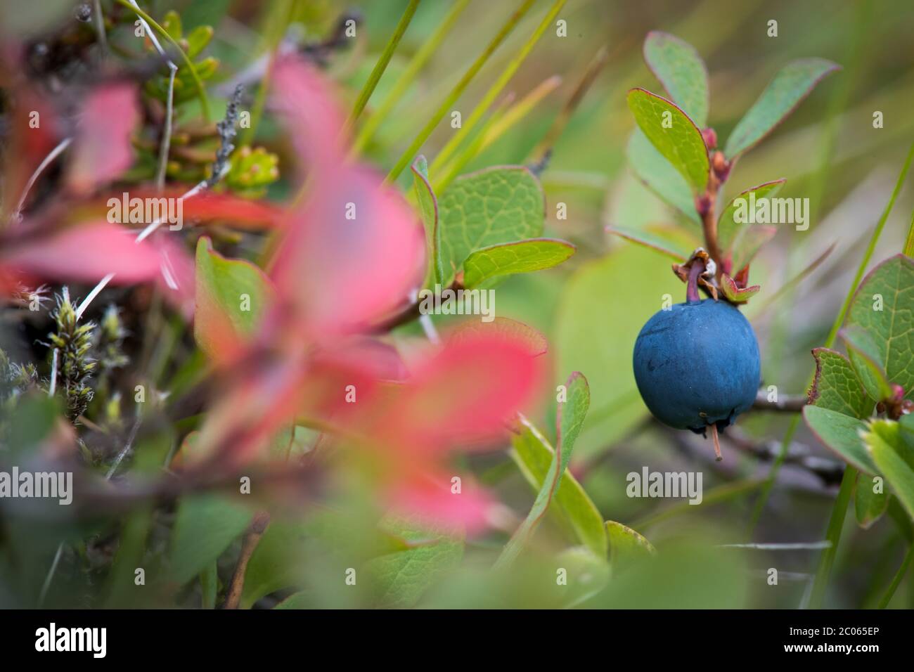 Icelandic blueberry hi-res stock photography and images - Alamy