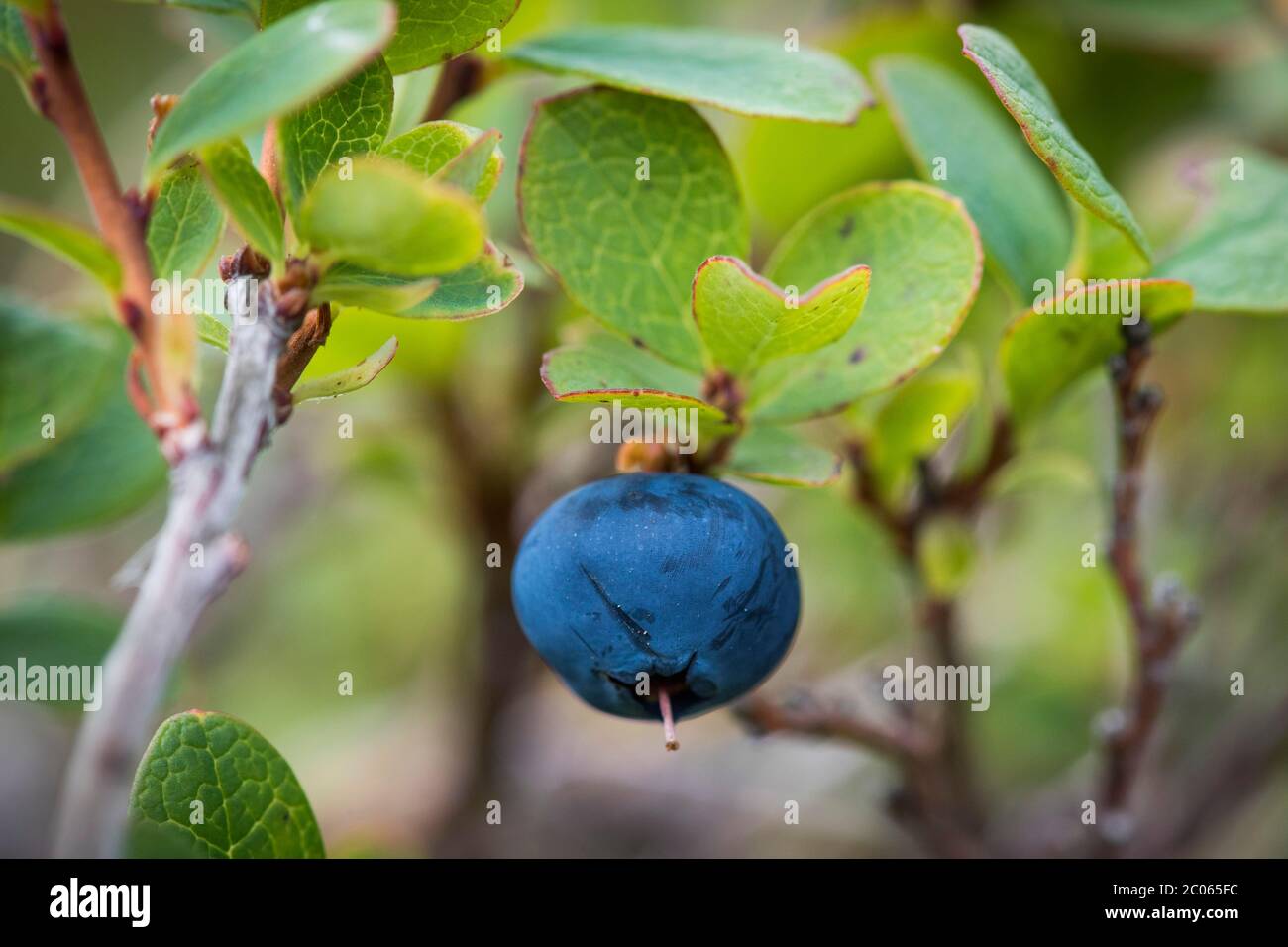 Icelandic blueberry hi-res stock photography and images - Alamy