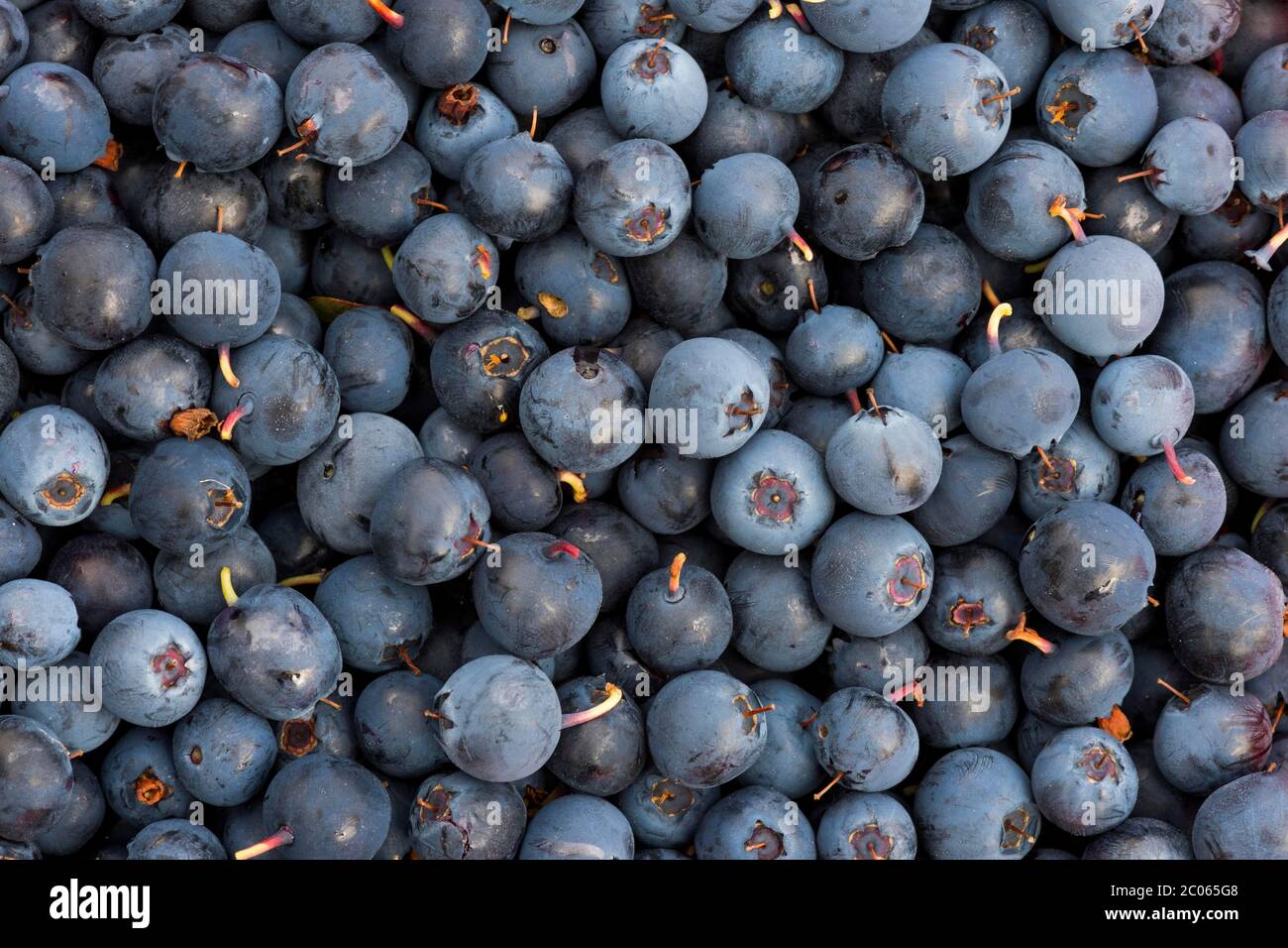 Blueberries, blueberries (Vaccinium myrtillus), Southern Iceland ...