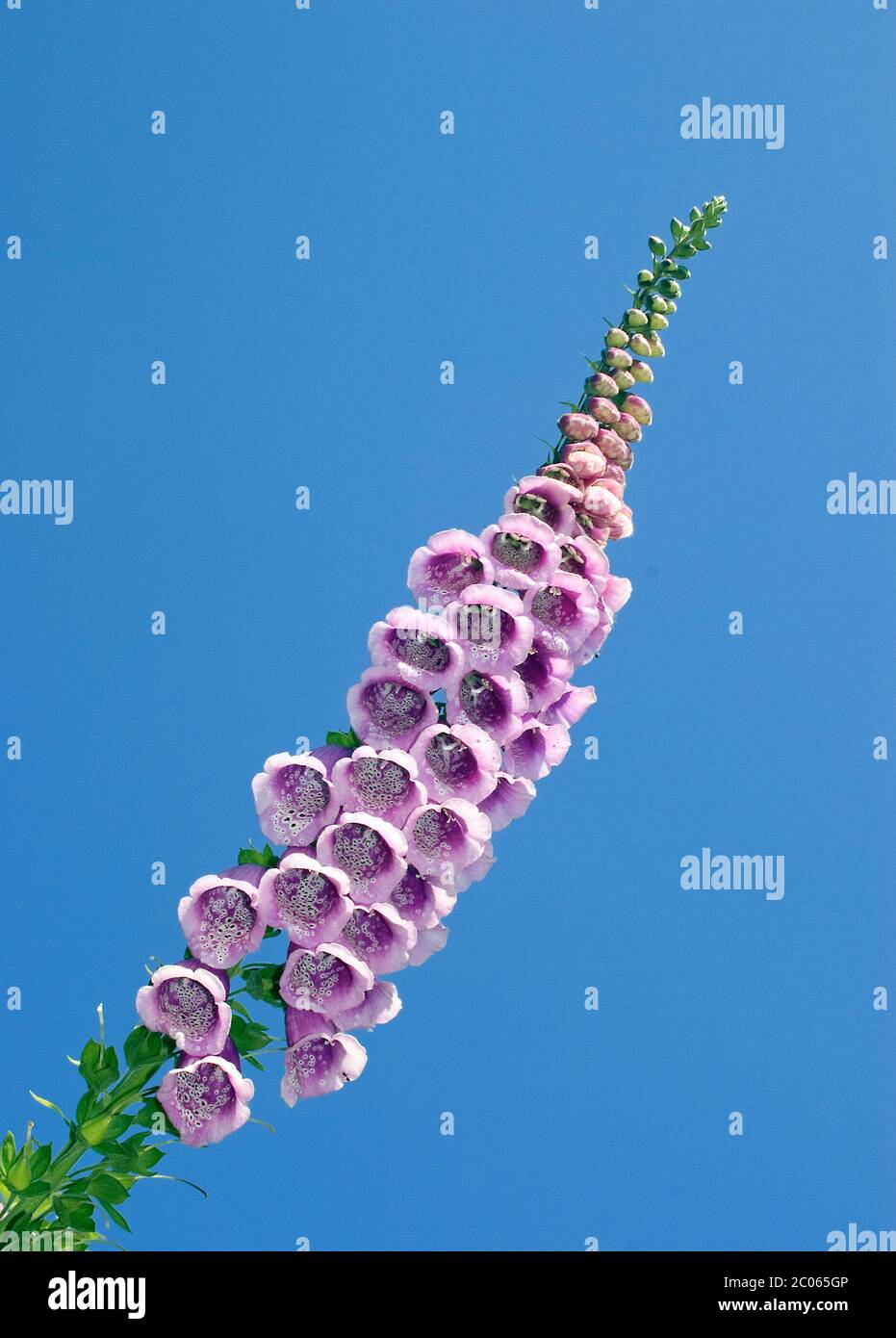 Blue flower perennials hi-res stock photography and images - Alamy