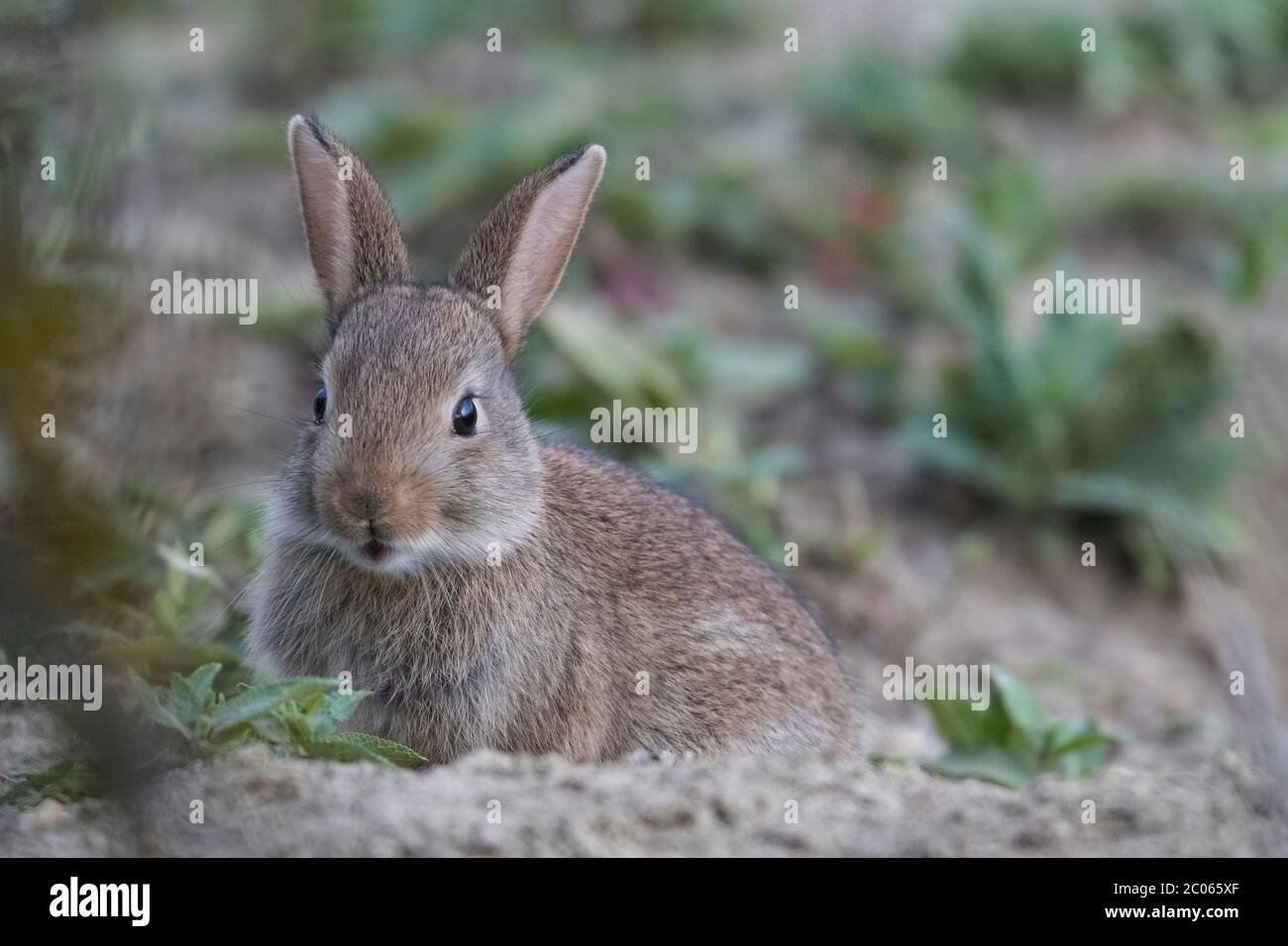 Young animal sitting on a building site hi-res stock photography and ...