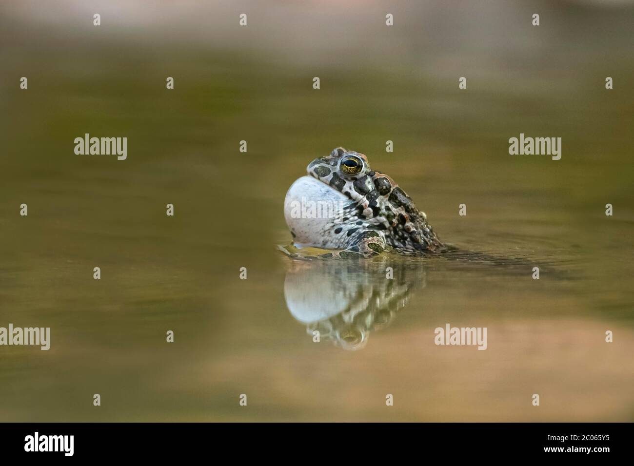 European green toad (Bufo viridis) with inflated sound bubble when ...