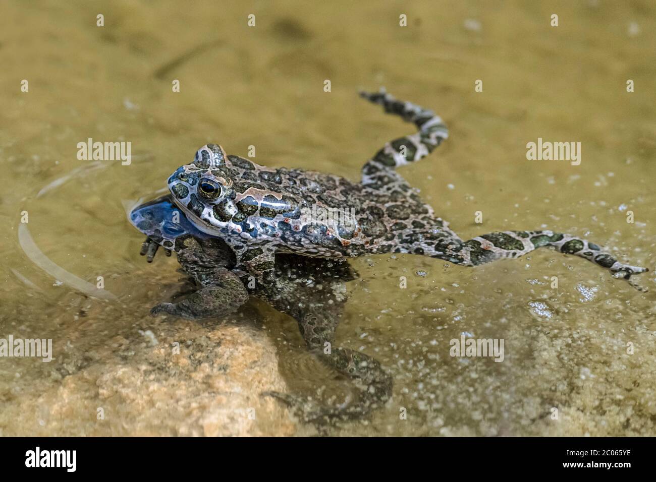 Toads mating in water hi-res stock photography and images - Alamy