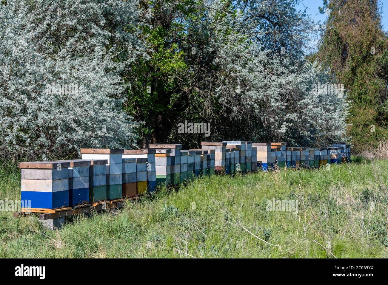 Austria europe bee beehive hi-res stock photography and images - Alamy