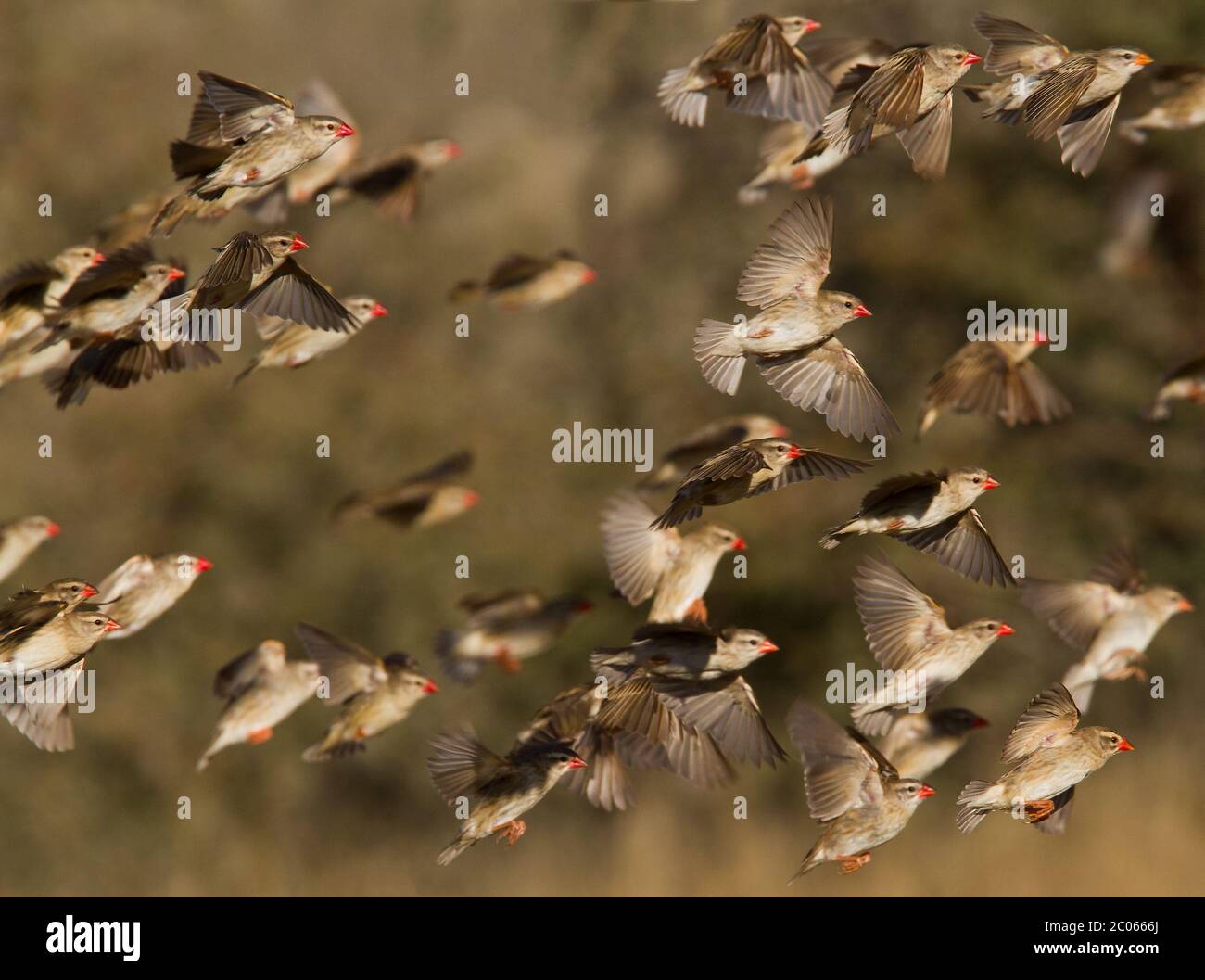 swarm of quela small birds Stock Photo - Alamy