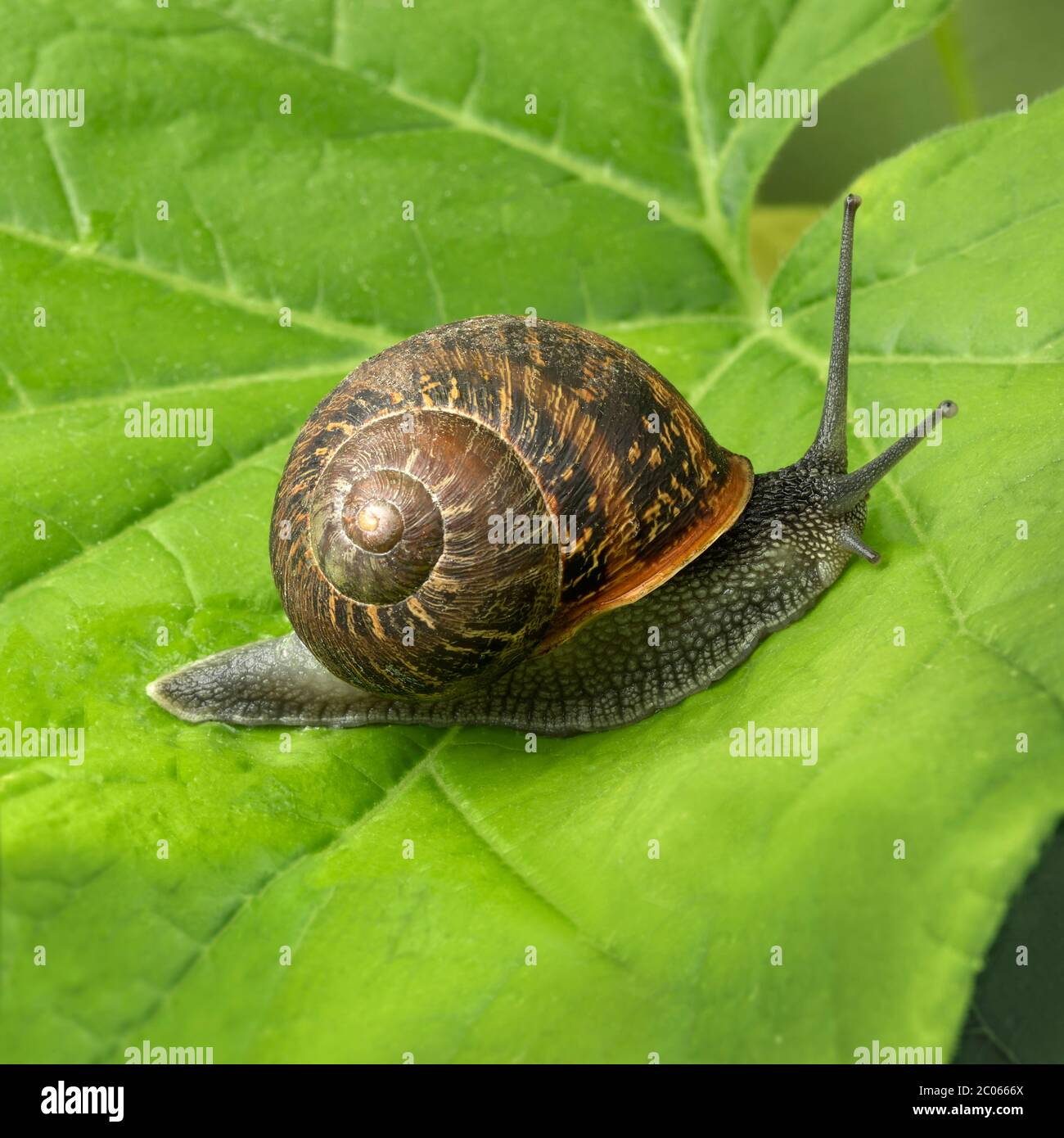 Single land snail sliding at a green leaf Stock Photo - Alamy
