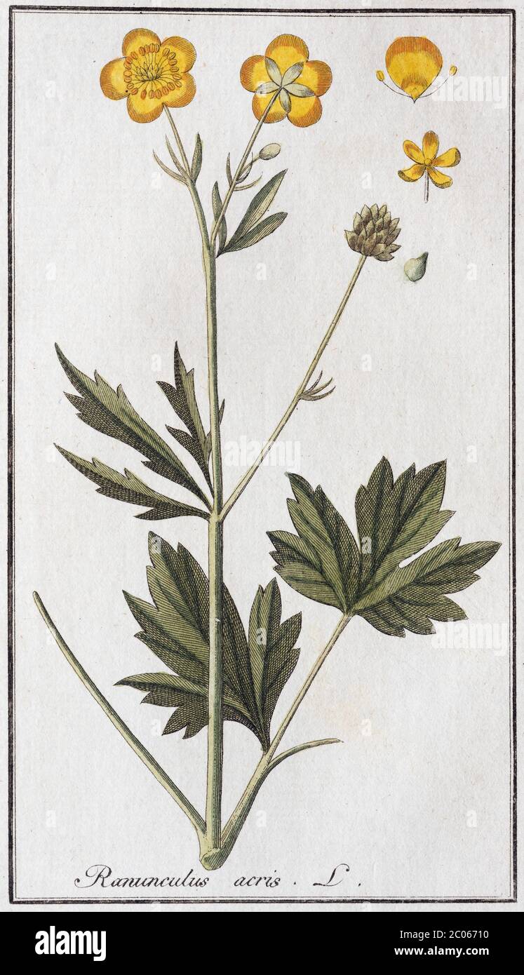 Buttercup drawing hi-res stock photography and images - Alamy