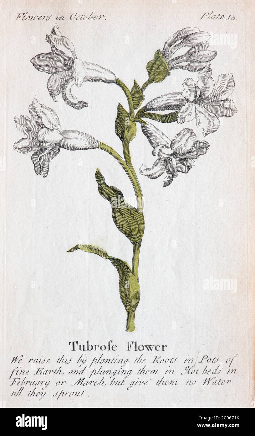 Tuberose (Agave polianthes), hand coloured copperplate engraving by J ...