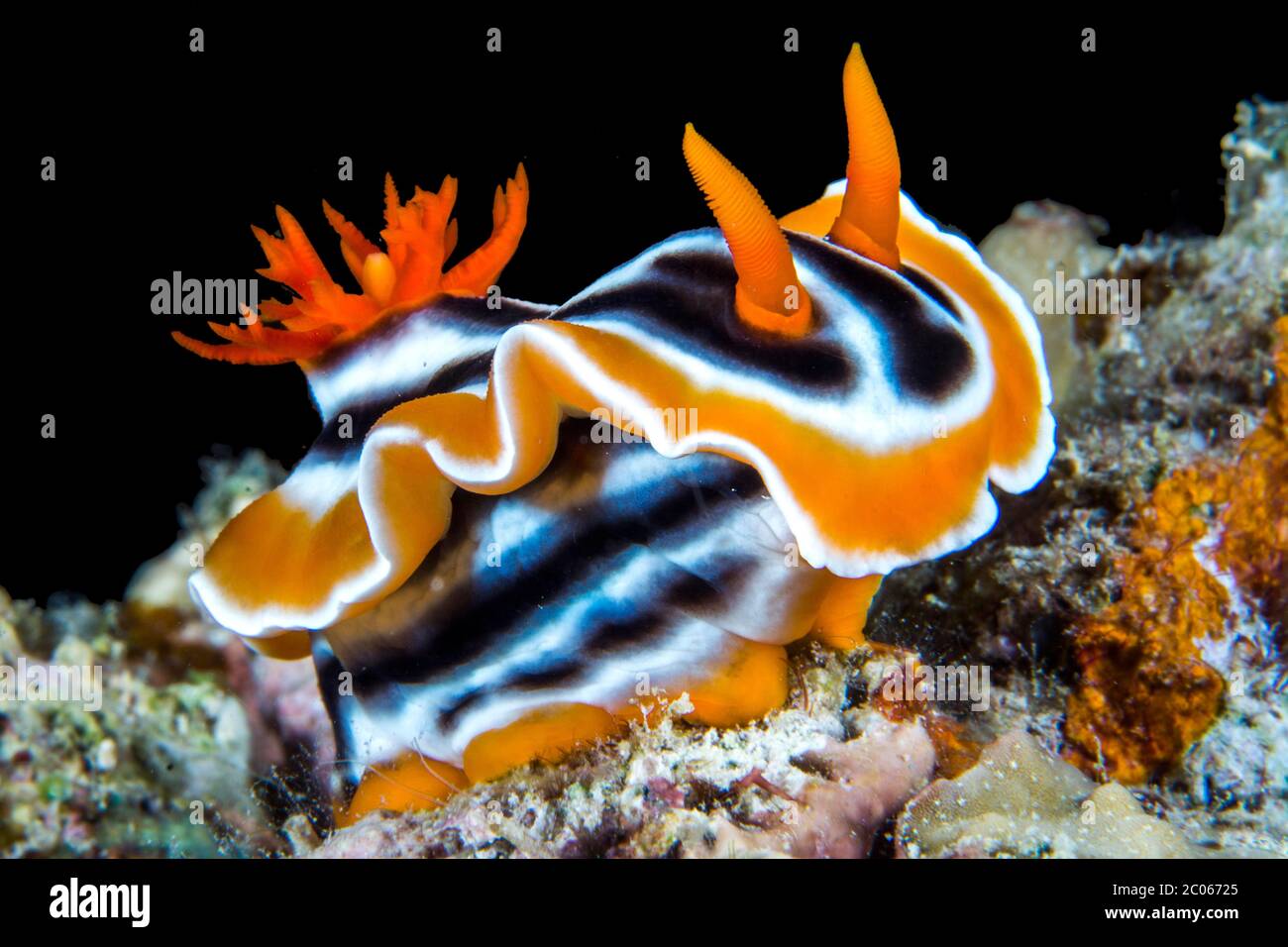 Magnificent Chromodoris (Chromodoris magnifica) on reef, Philippines ...