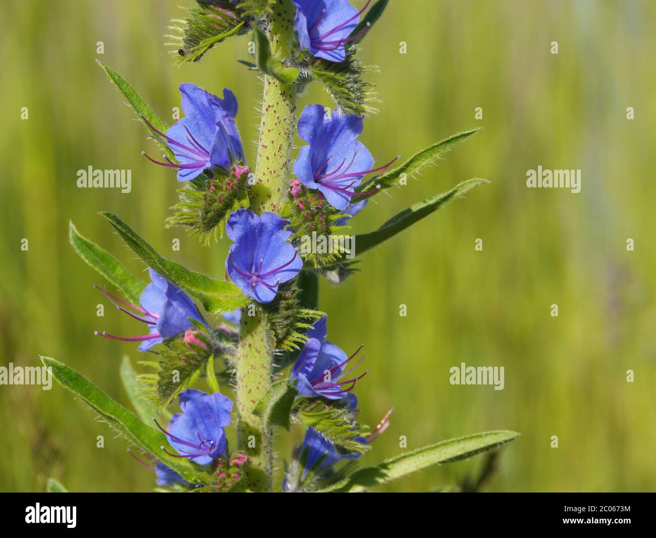 Common knapweeds hi-res stock photography and images - Alamy