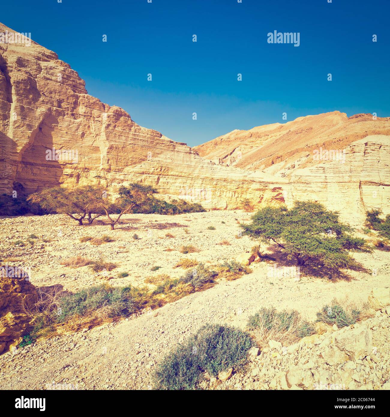 Trees in Desert Stock Photo - Alamy