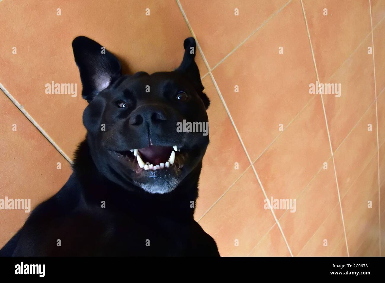 A black Labrador smiling while getting a well-deserved belly rub Stock ...