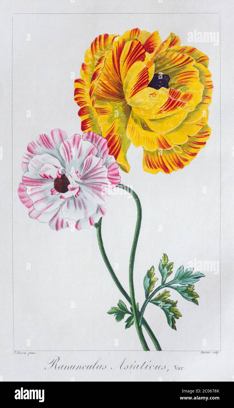 Hand drawn ranunculus drawing hi-res stock photography and images - Alamy