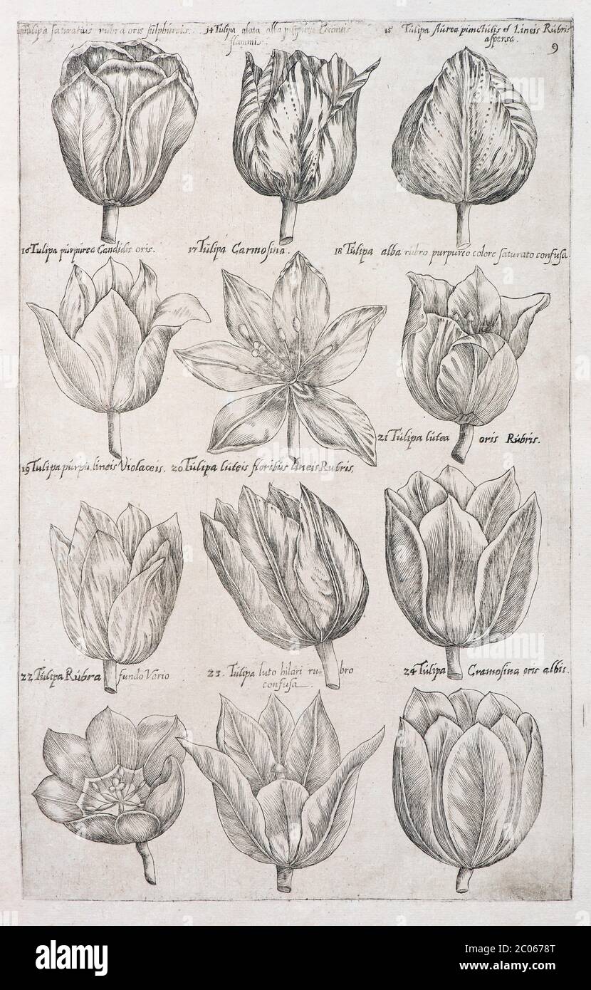 Tulips (Tulipa), copperplate engraving by Emanuel Sweerts, from ...